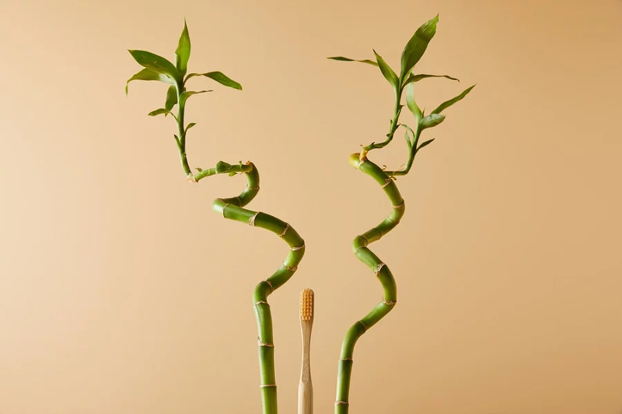 How to Grow Bamboo of All Types the Right Way