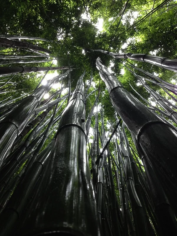 How to Grow Bamboo of All Types the Right Way
